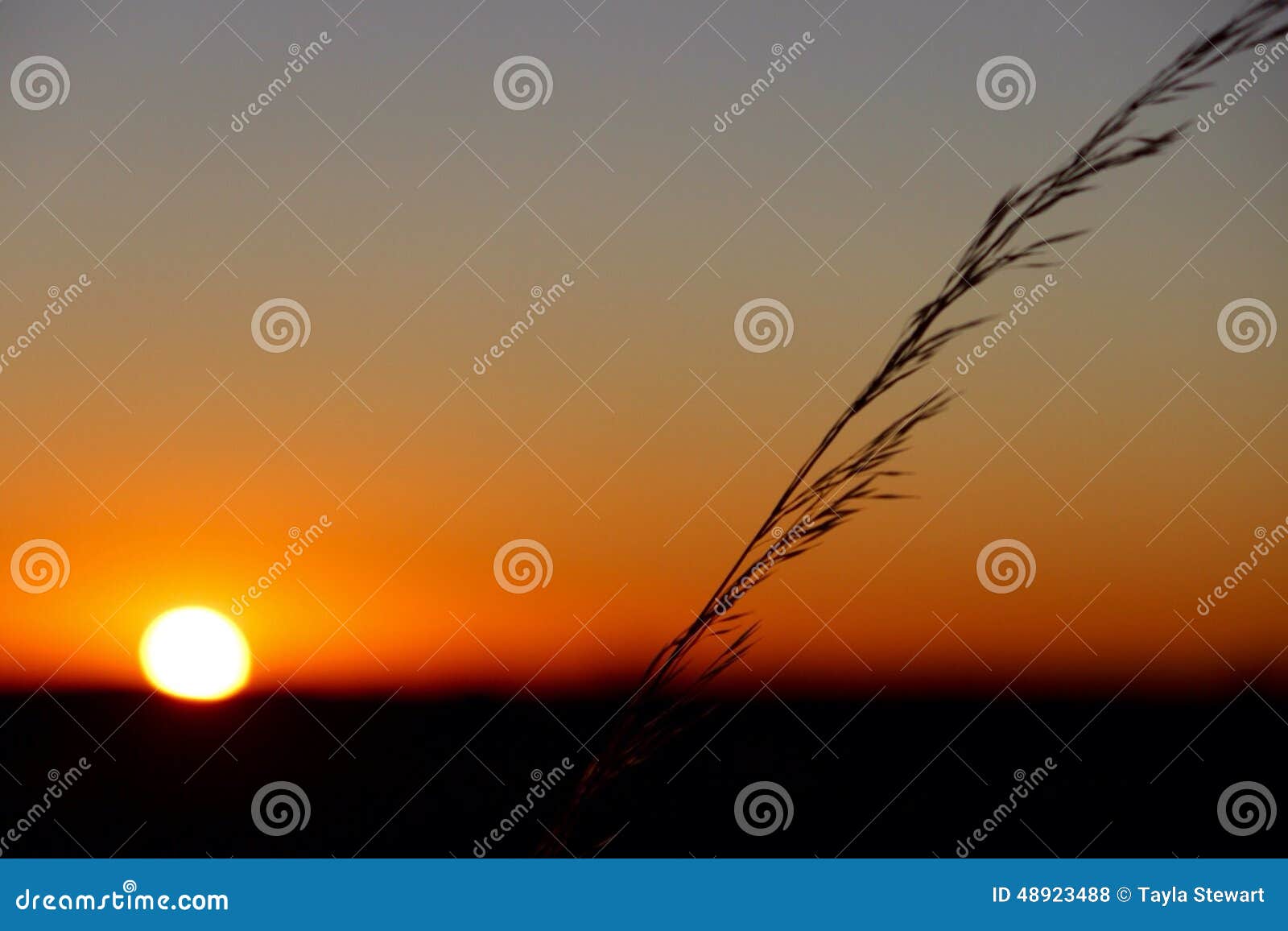Sunset in a paddock stock photo. Image of morning, sunset - 48923488