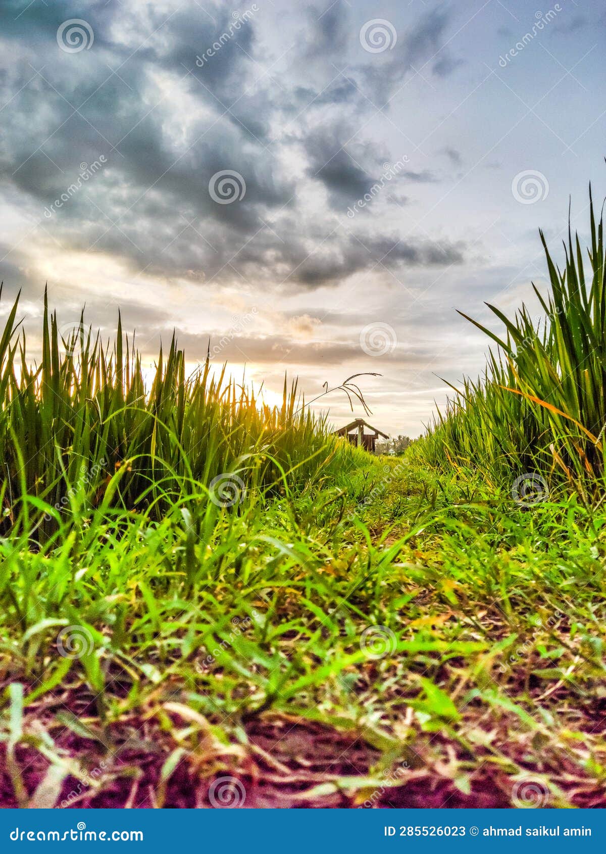 Sunset on Paddy Field at Desa Bangsri Indonesia Stock Image - Image of ...