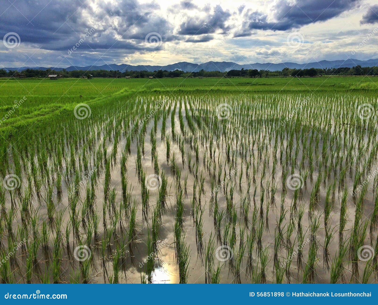 Sunset at paddy field stock photo. Image of grass, water - 56851898
