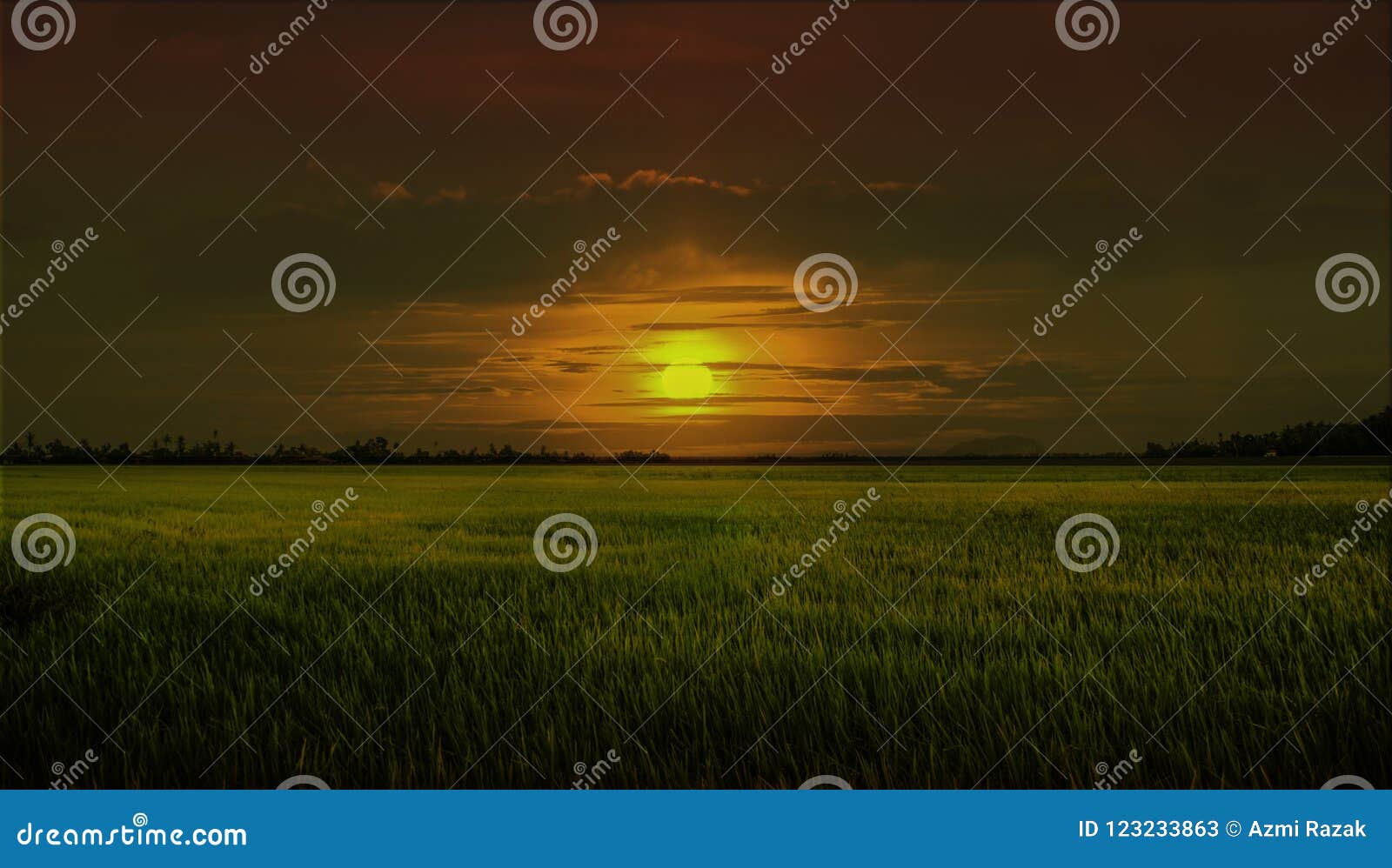 Sunset on the paddy field stock image. Image of malaysia - 123233863
