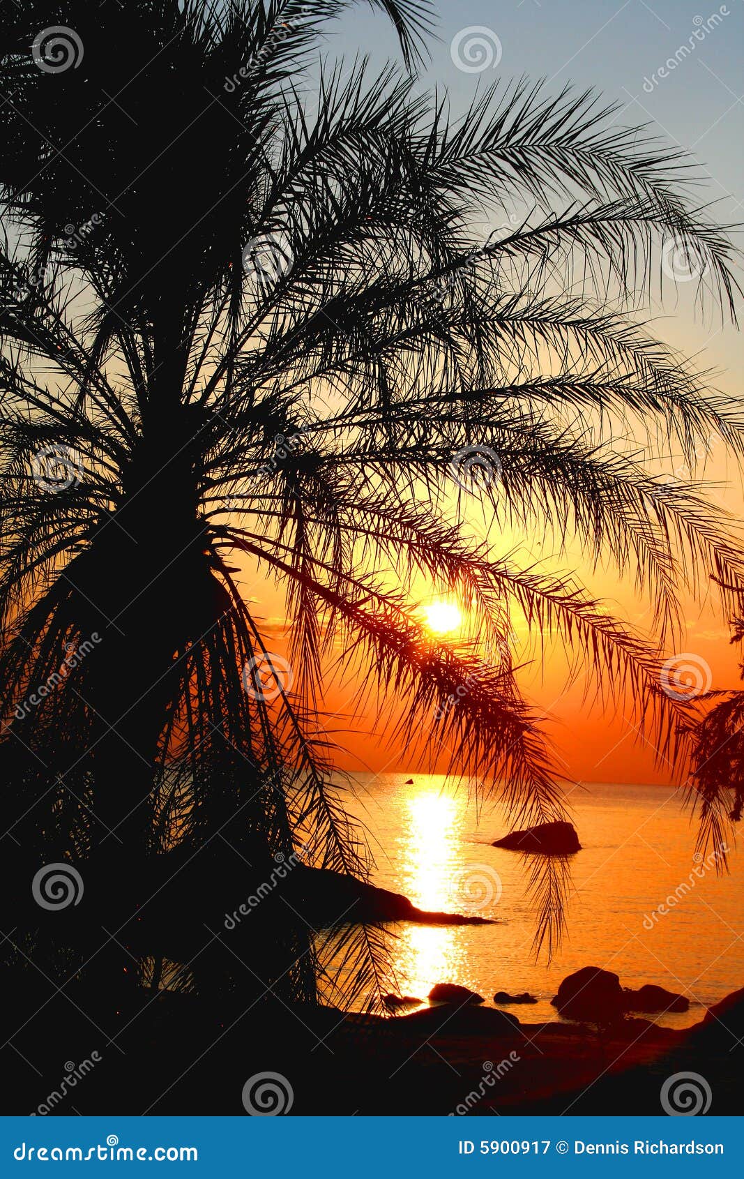 Sunset through a palm tree stock image. Image of ocean - 5900917