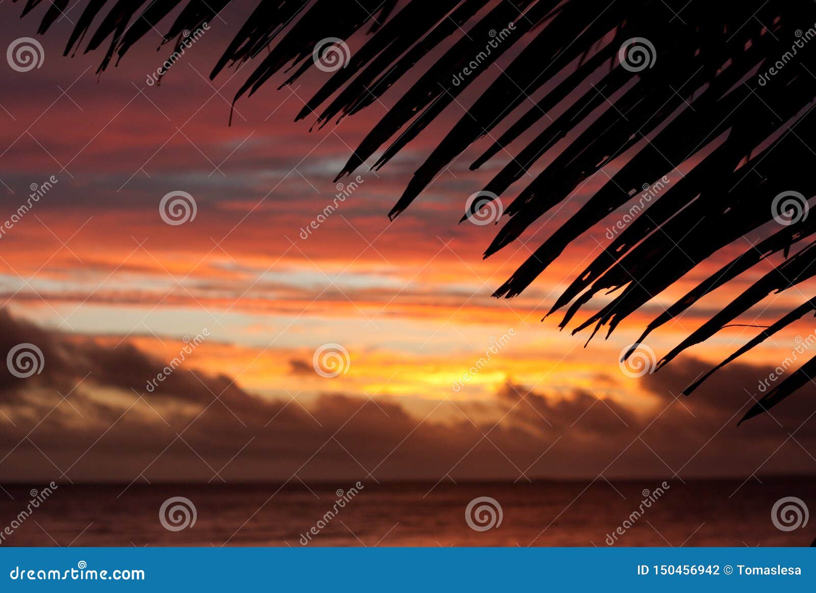 A Sunset and a Palm Tree in Tonga Stock Photo - Image of sand, white ...