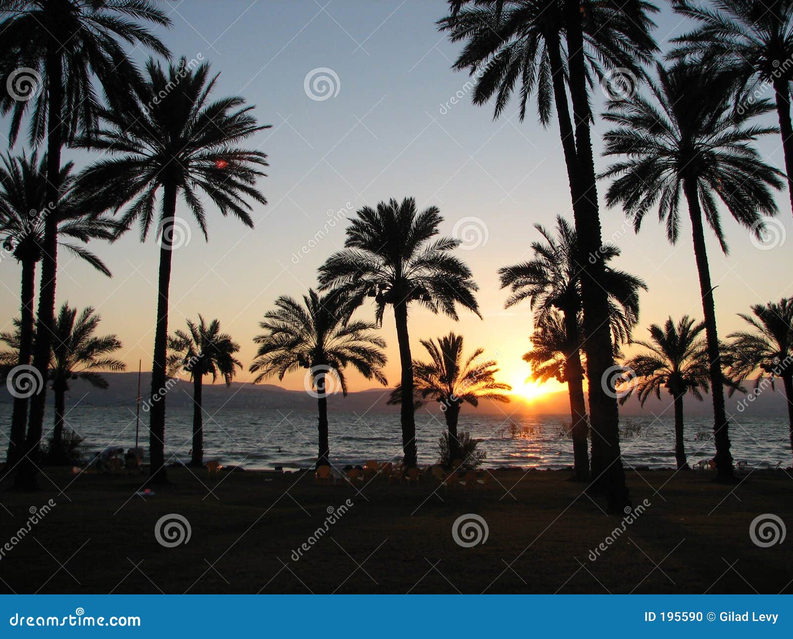 Sunset with palms stock photo. Image of holy, eingev, palms - 195590