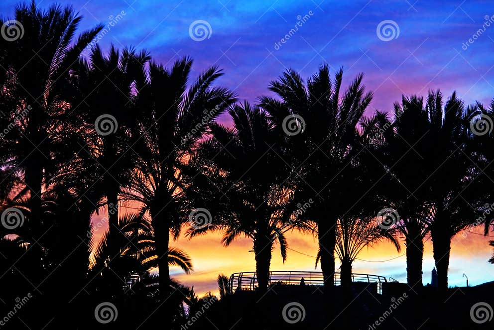 Sunset palms stock image. Image of colors, shadows, rise - 4155831