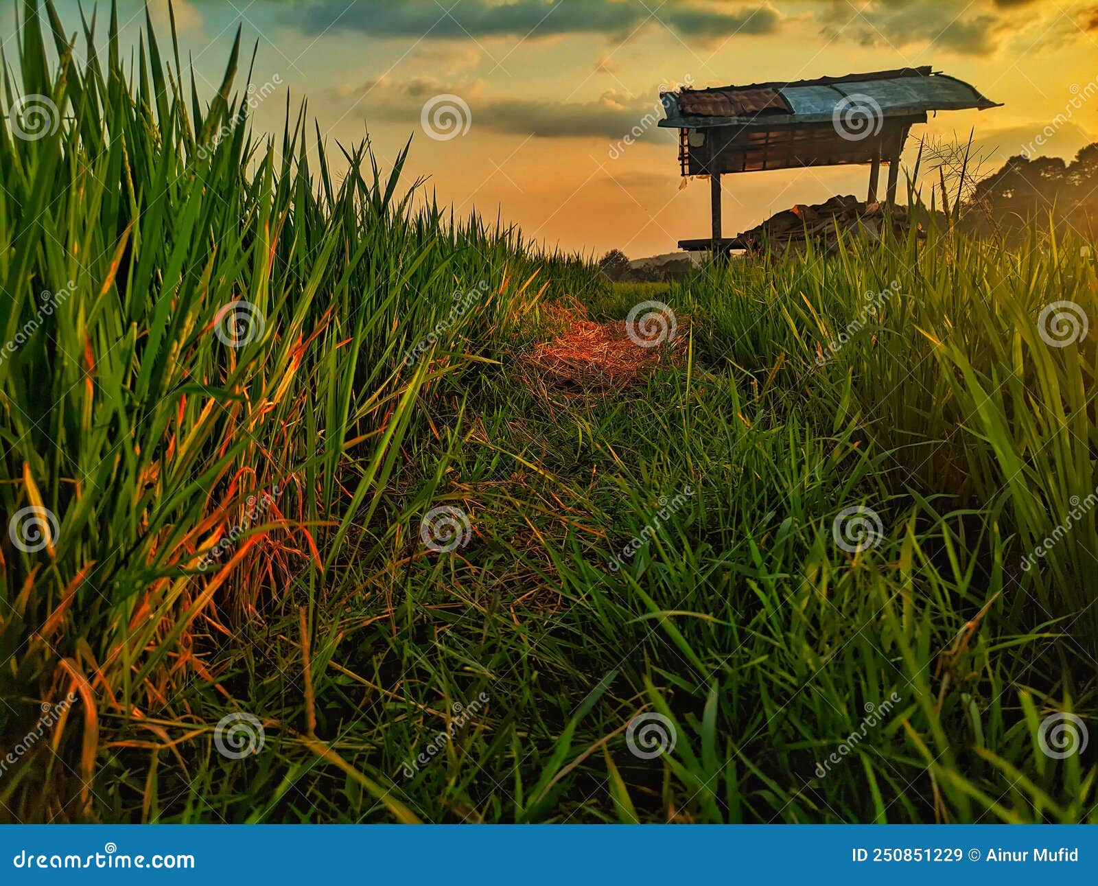Sunset Panorama of Agrarian Rice Fields Landscape in the Village of ...