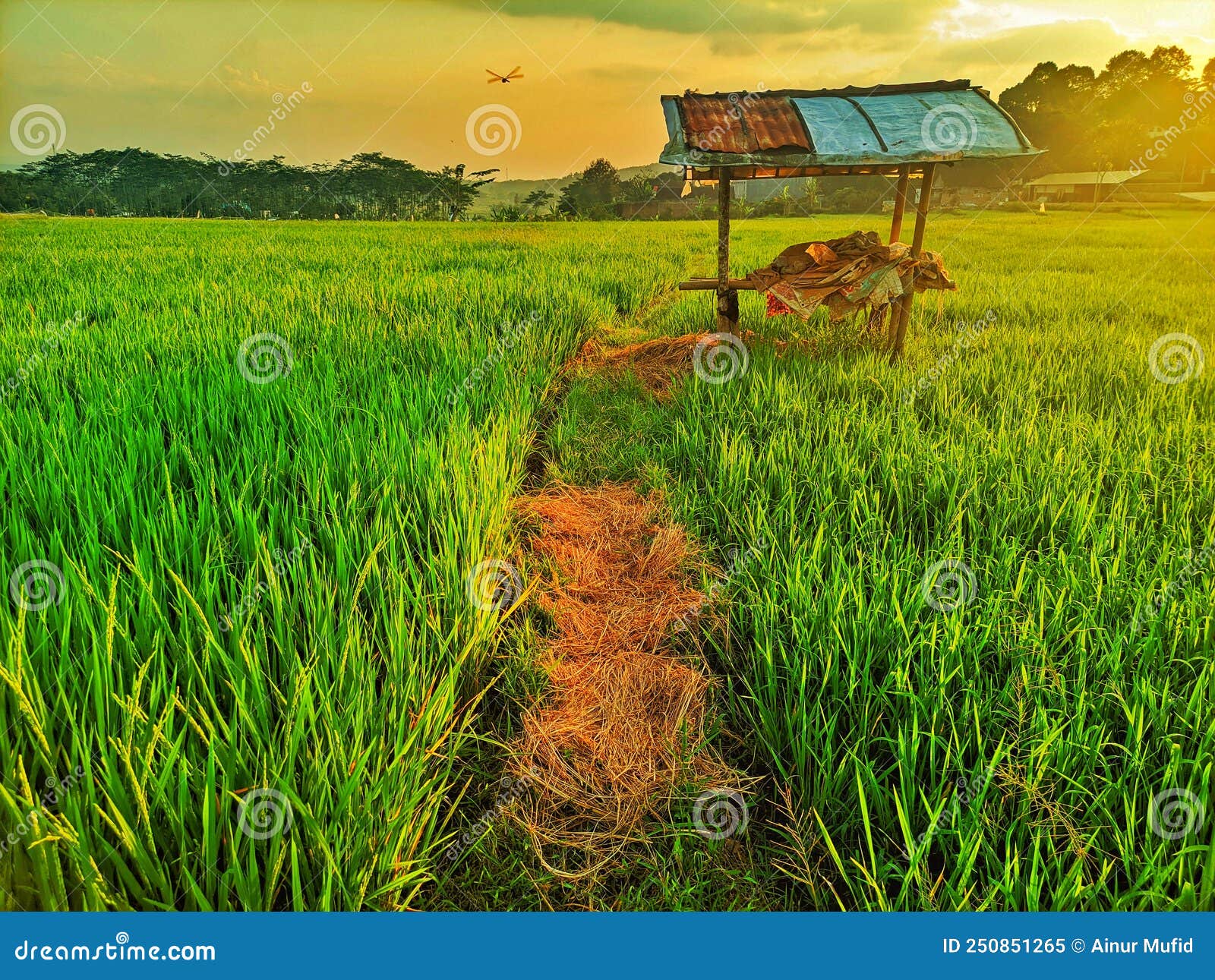 Sunset Panorama of Agrarian Rice Fields Landscape in the Village of ...