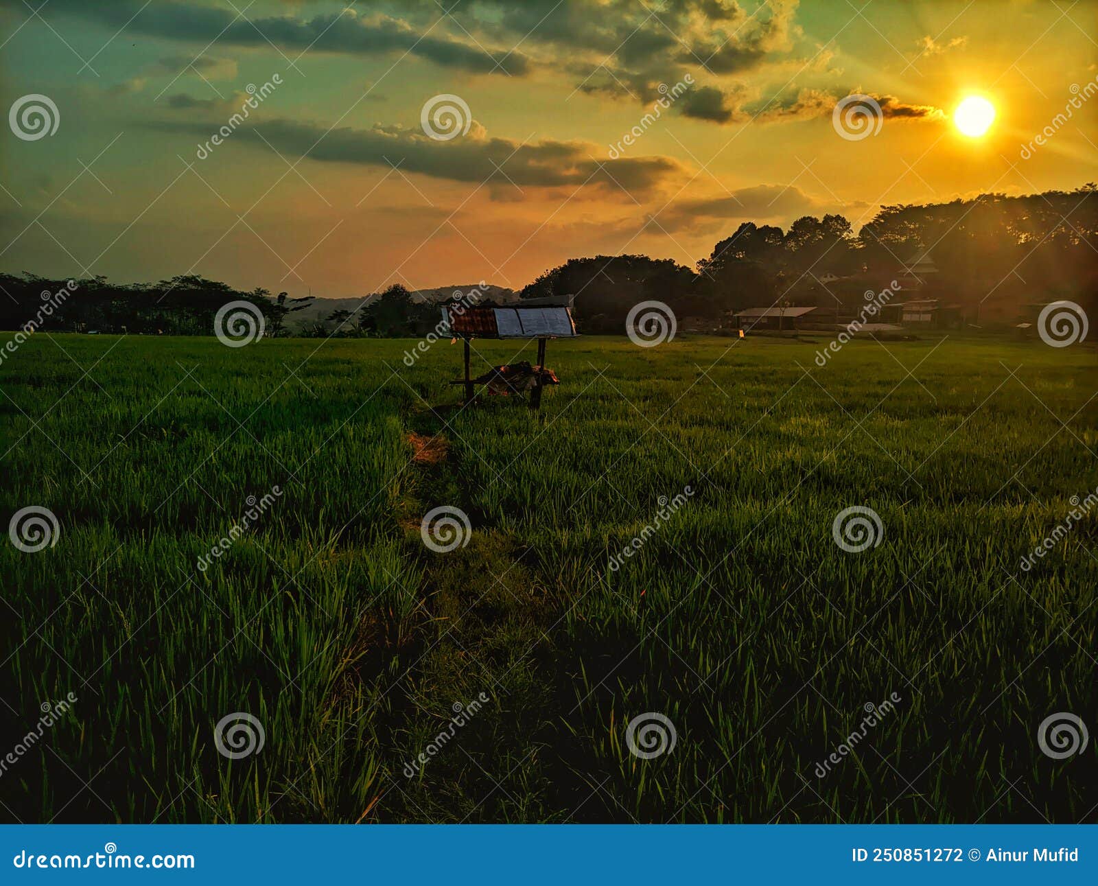 Sunset Panorama of Agrarian Rice Fields Landscape in the Village of ...