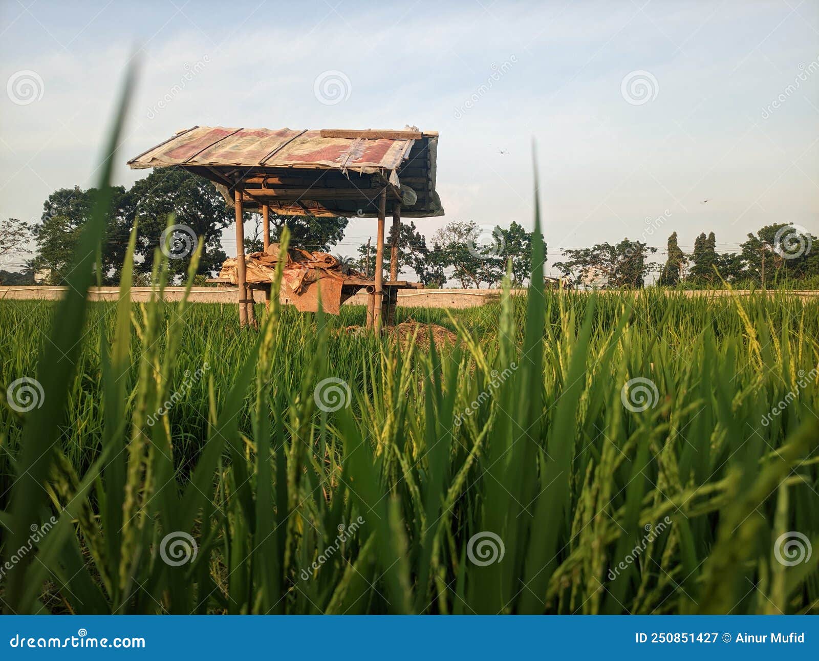 Sunset Panorama of Agrarian Rice Fields Landscape in the Village of ...
