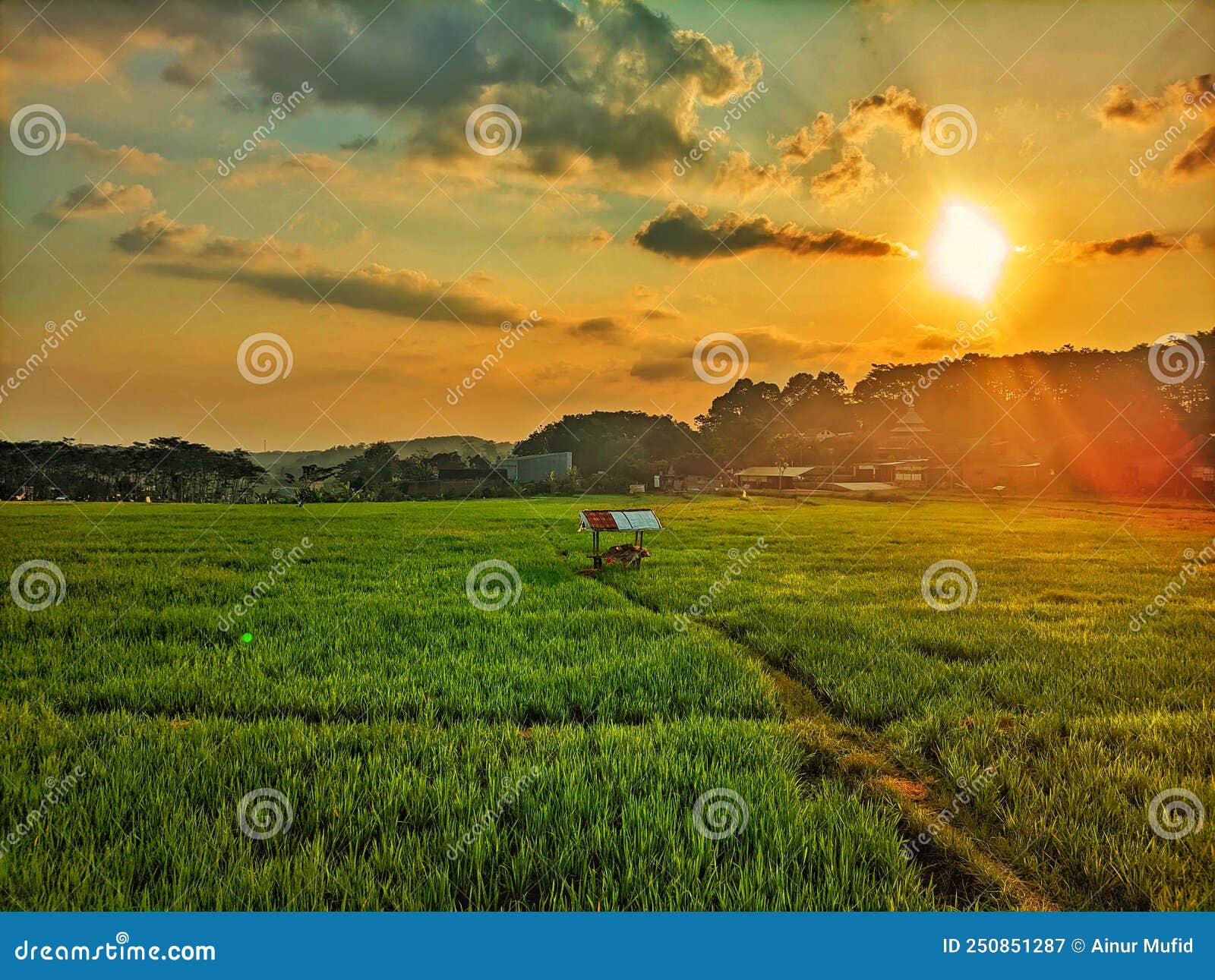 Sunset Panorama of Agrarian Rice Fields Landscape in the Village of ...