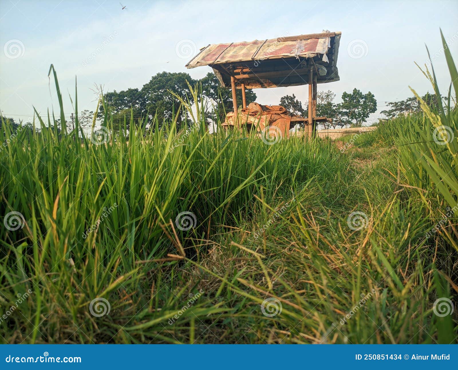 Sunset Panorama of Agrarian Rice Fields Landscape in the Village of ...