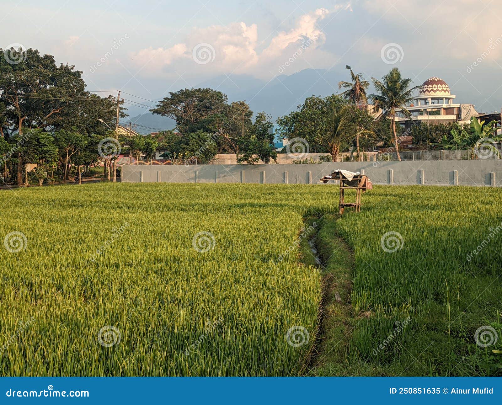 Sunset Panorama of Agrarian Rice Fields Landscape in the Village of ...