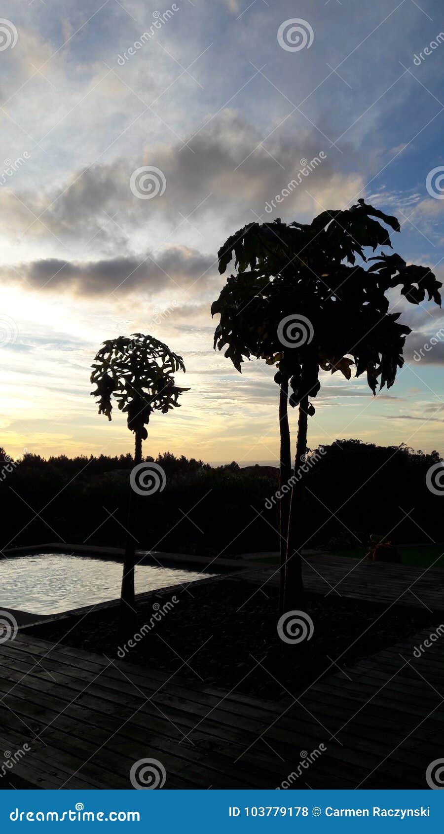 Sunset with a papaya stock photo. Image of sunset, colours - 103779178