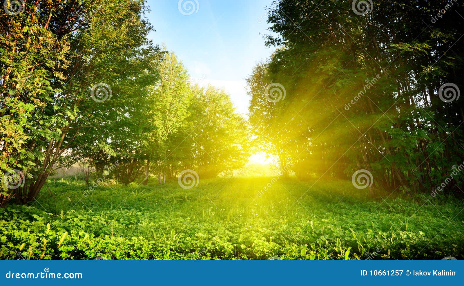 Sunset in park stock image. Image of forest, environment - 10661257