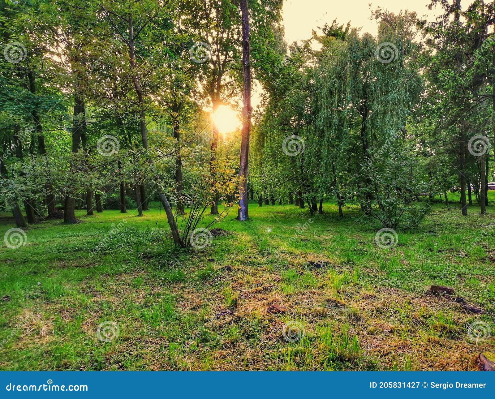 Sunset in the park. stock image. Image of amazing, nature - 205831427
