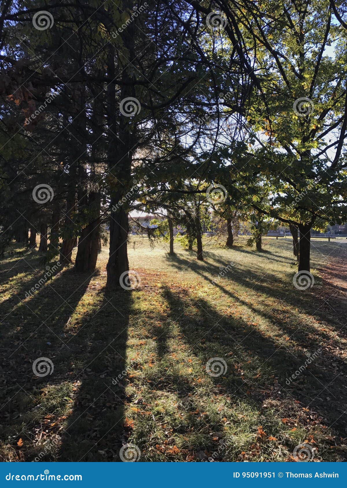 Sunset at the Park stock image. Image of sunset, rays - 95091951