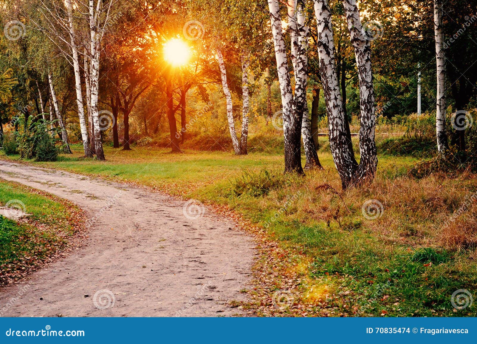 Pathway by the Forest, Beautiful Sunset in Park, Sun Rays through Trees ...