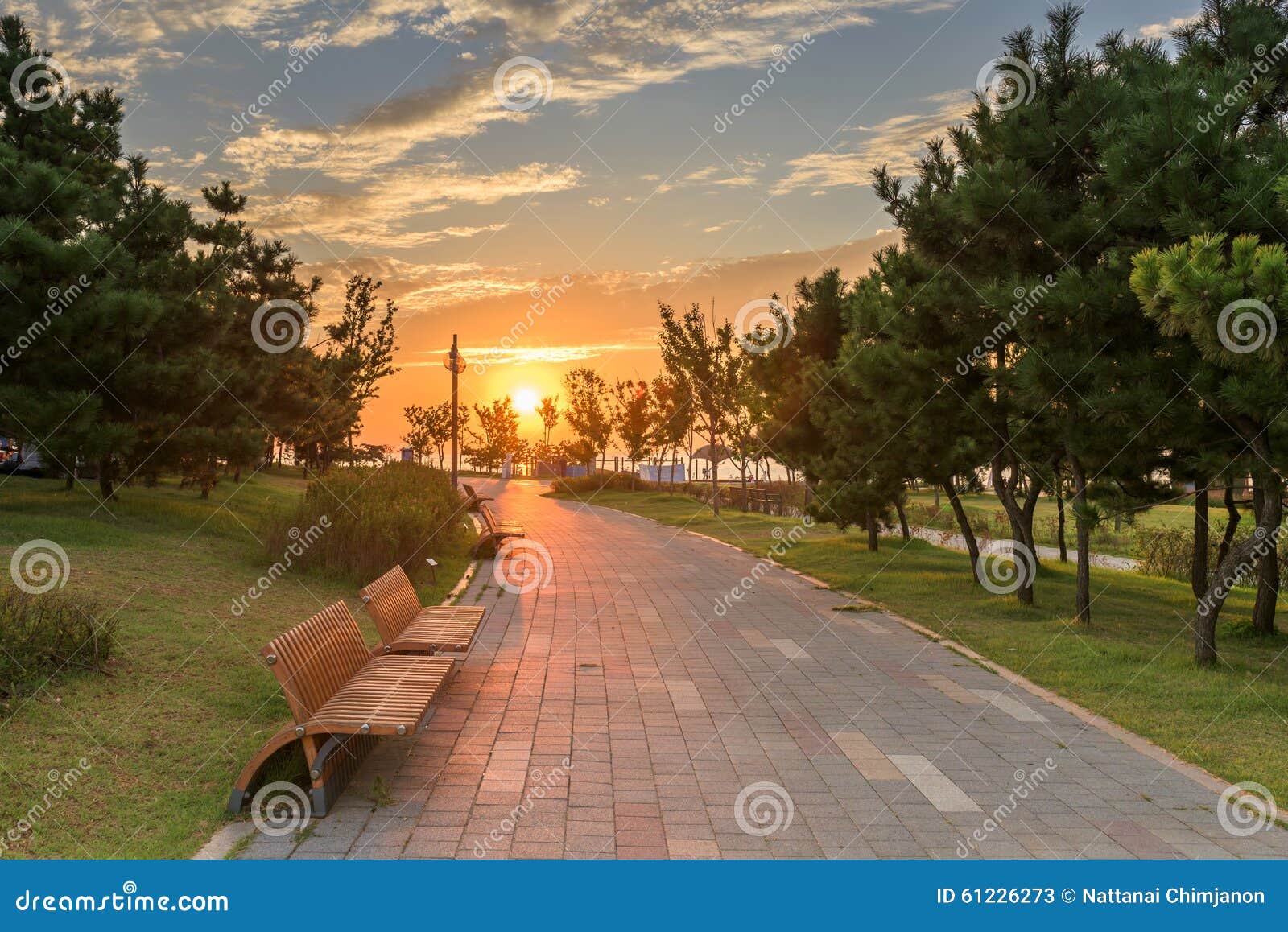 Sunset in the park stock image. Image of view, green - 61226273