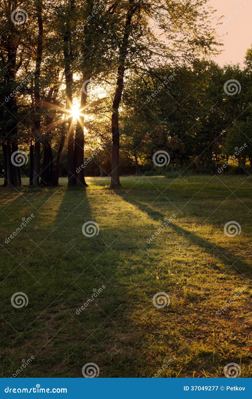 Sunset in park stock image. Image of fresh, grove, land - 37049277
