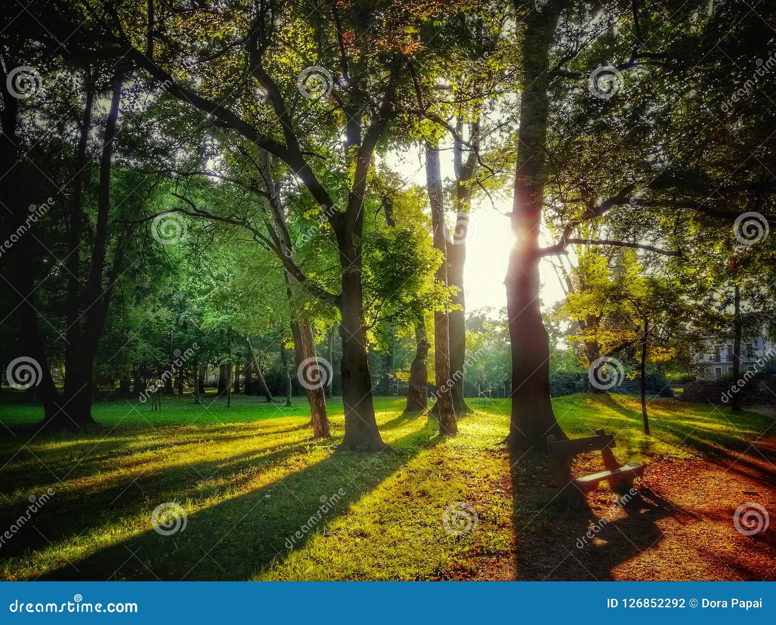 Sunset in the park stock photo. Image of park, trees - 126852292