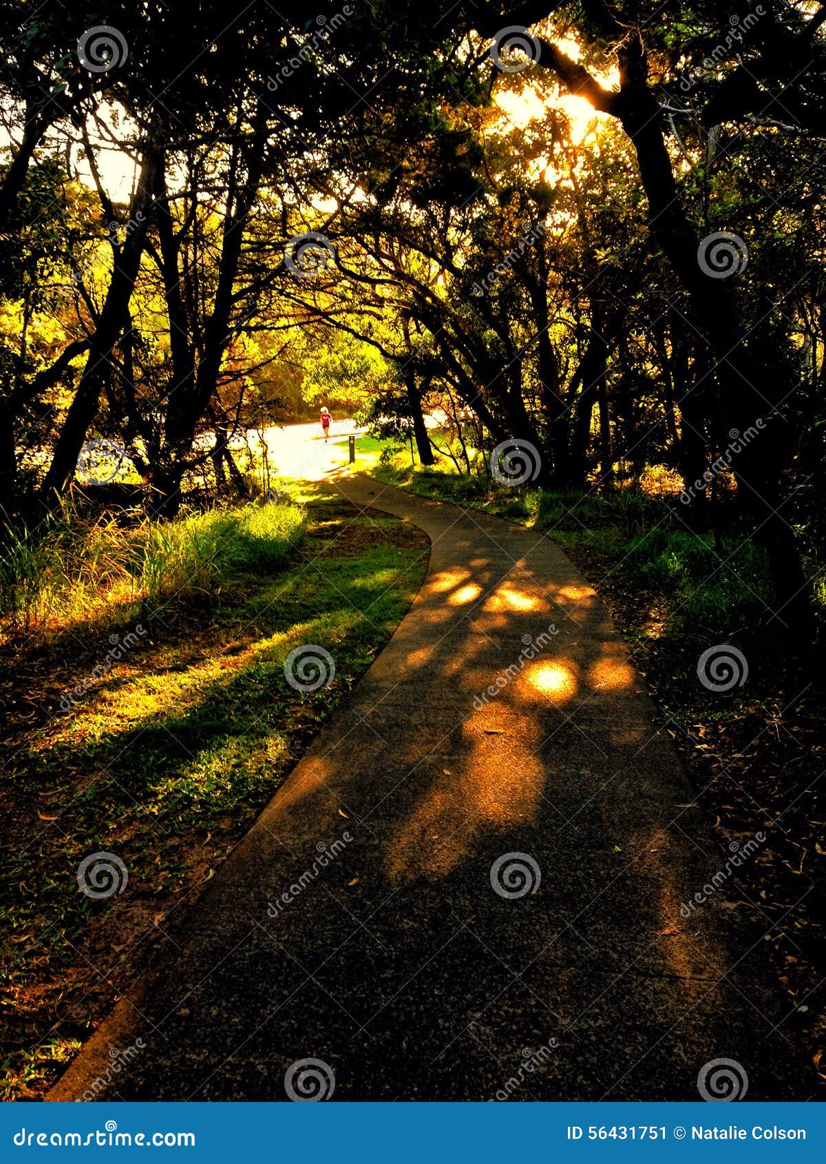 Sunset pathway stock image. Image of trees, shadows, running - 56431751