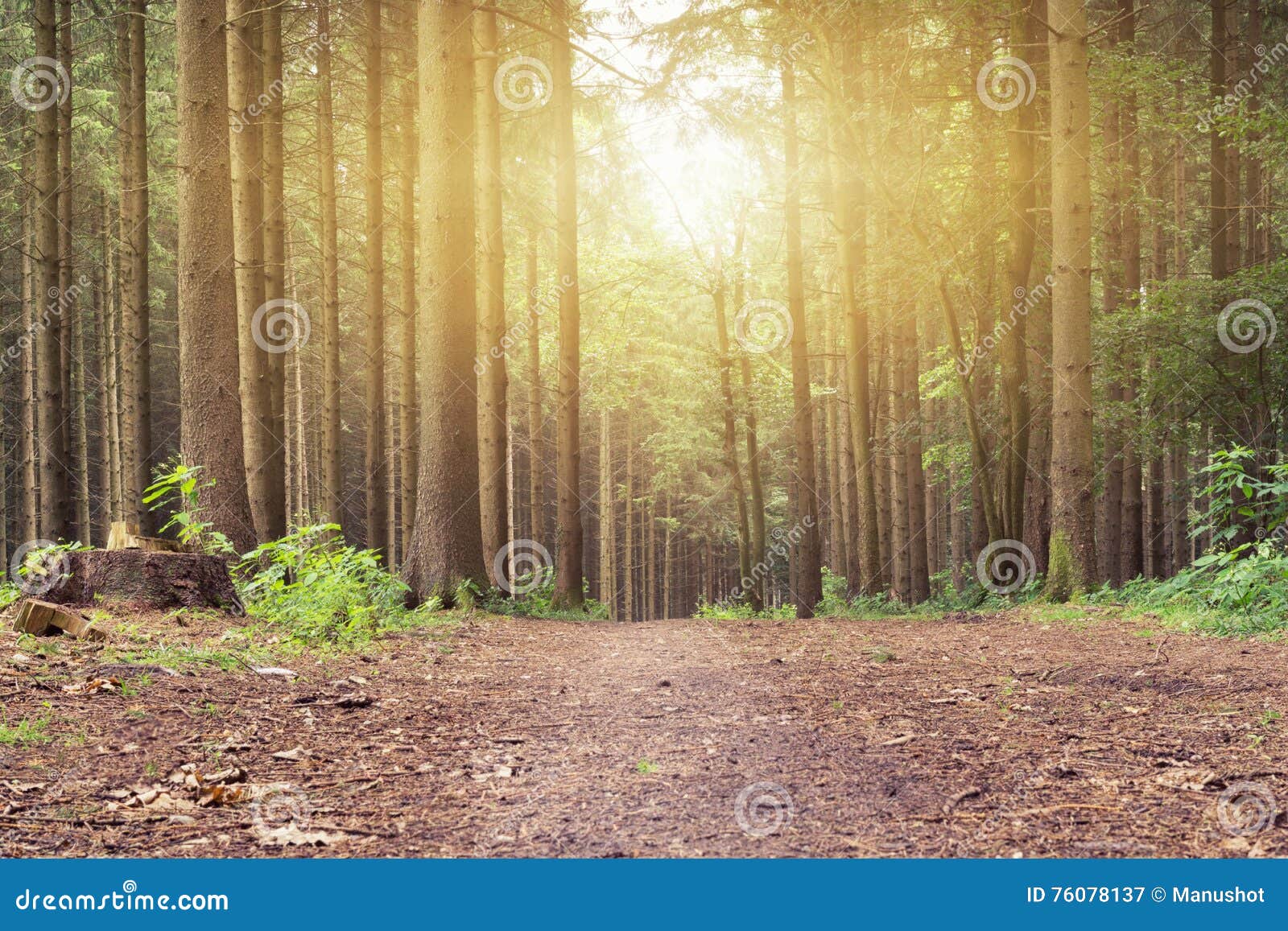 A Sunset in the Peaceful Forest on a Path Stock Image - Image of hiking ...