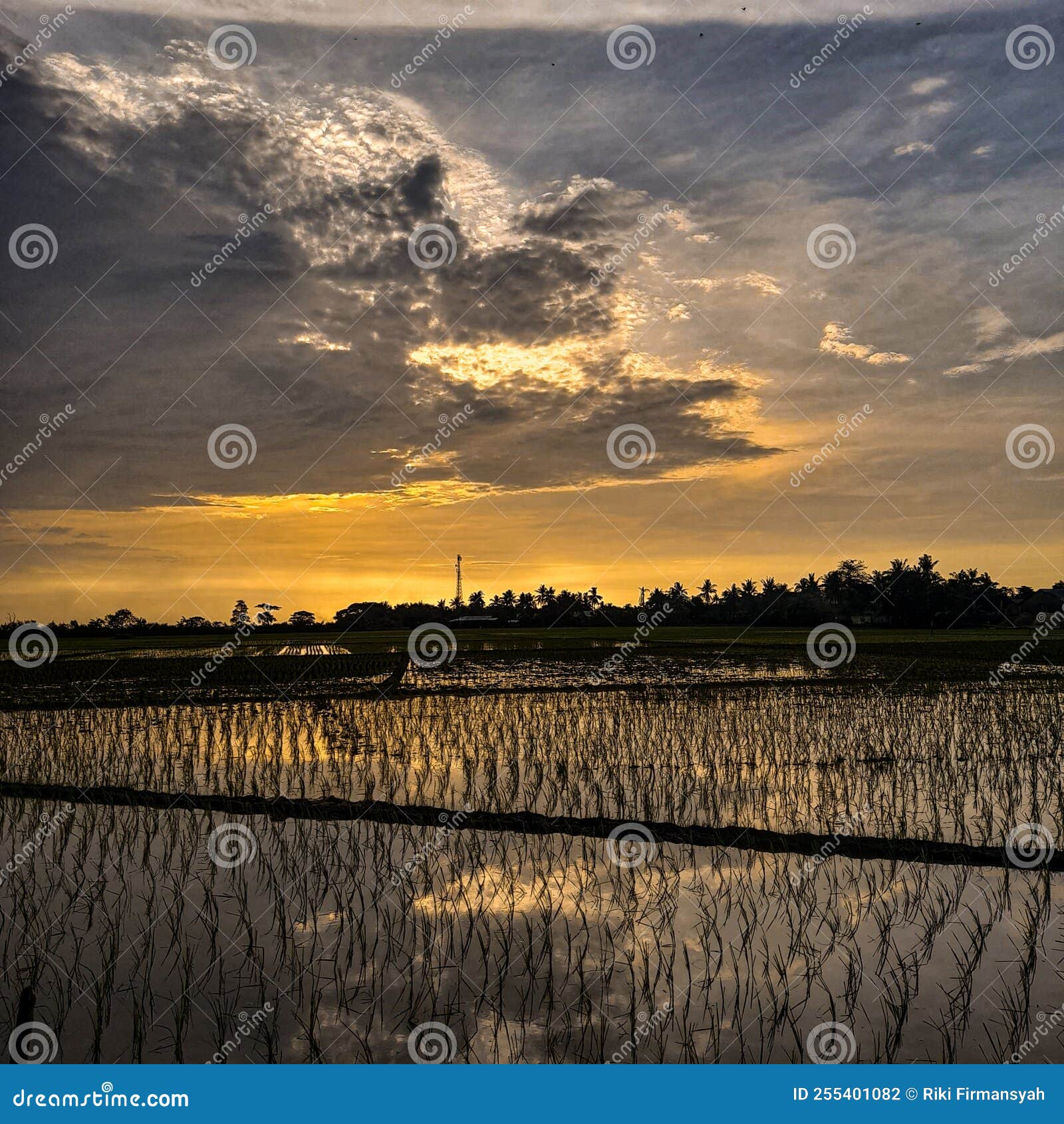 Sunset Photo in the Rice Field Stock Photo - Image of sunrise, ocean ...