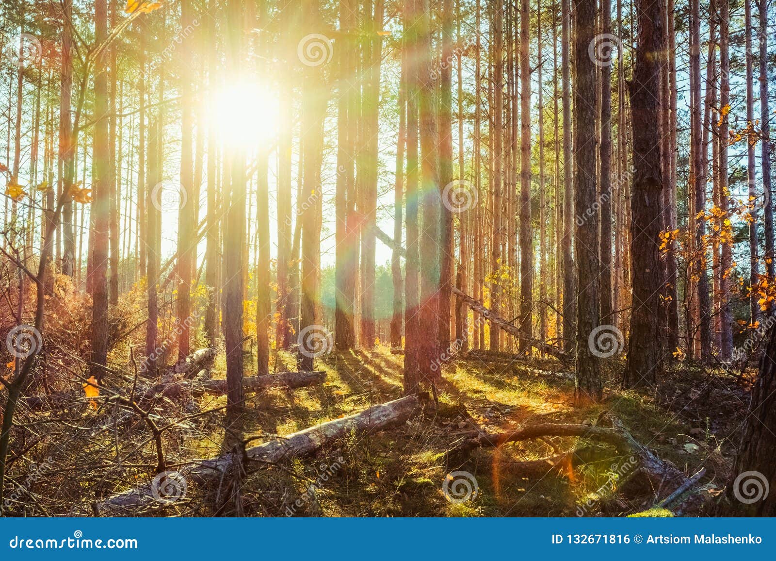 Sunset in the Pine Forest in Autumn Stock Photo - Image of landscape ...