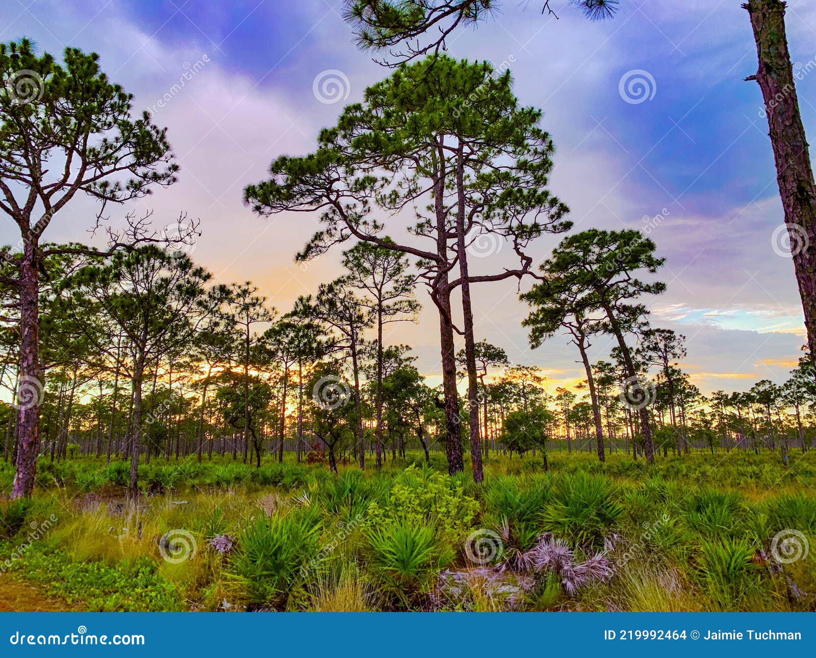 Sunset in the Pine Glade Forest of South Florida Stock Photo - Image of ...