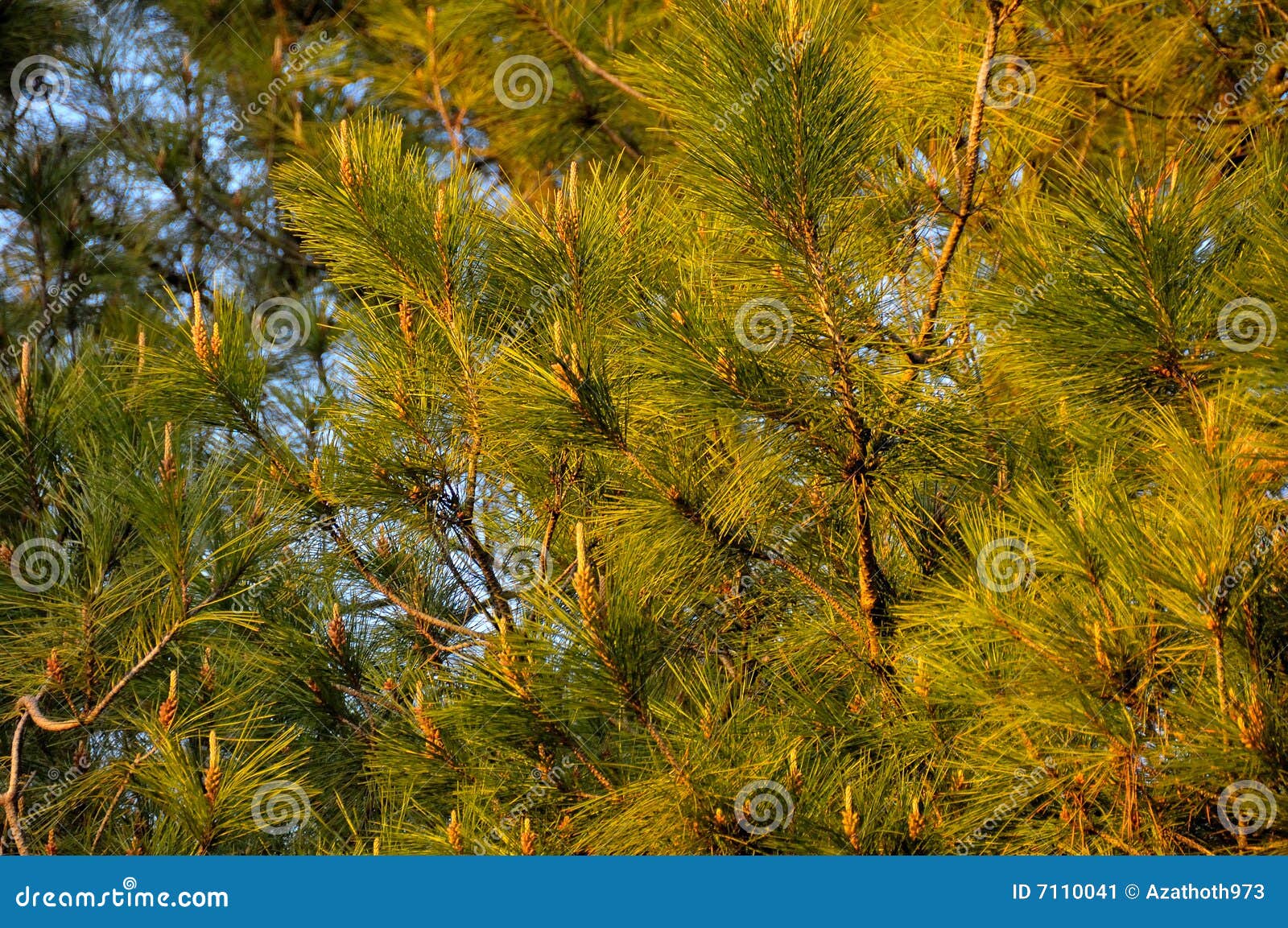 Sunset Pine Needles Texture Stock Image - Image of botanic, park: 7110041