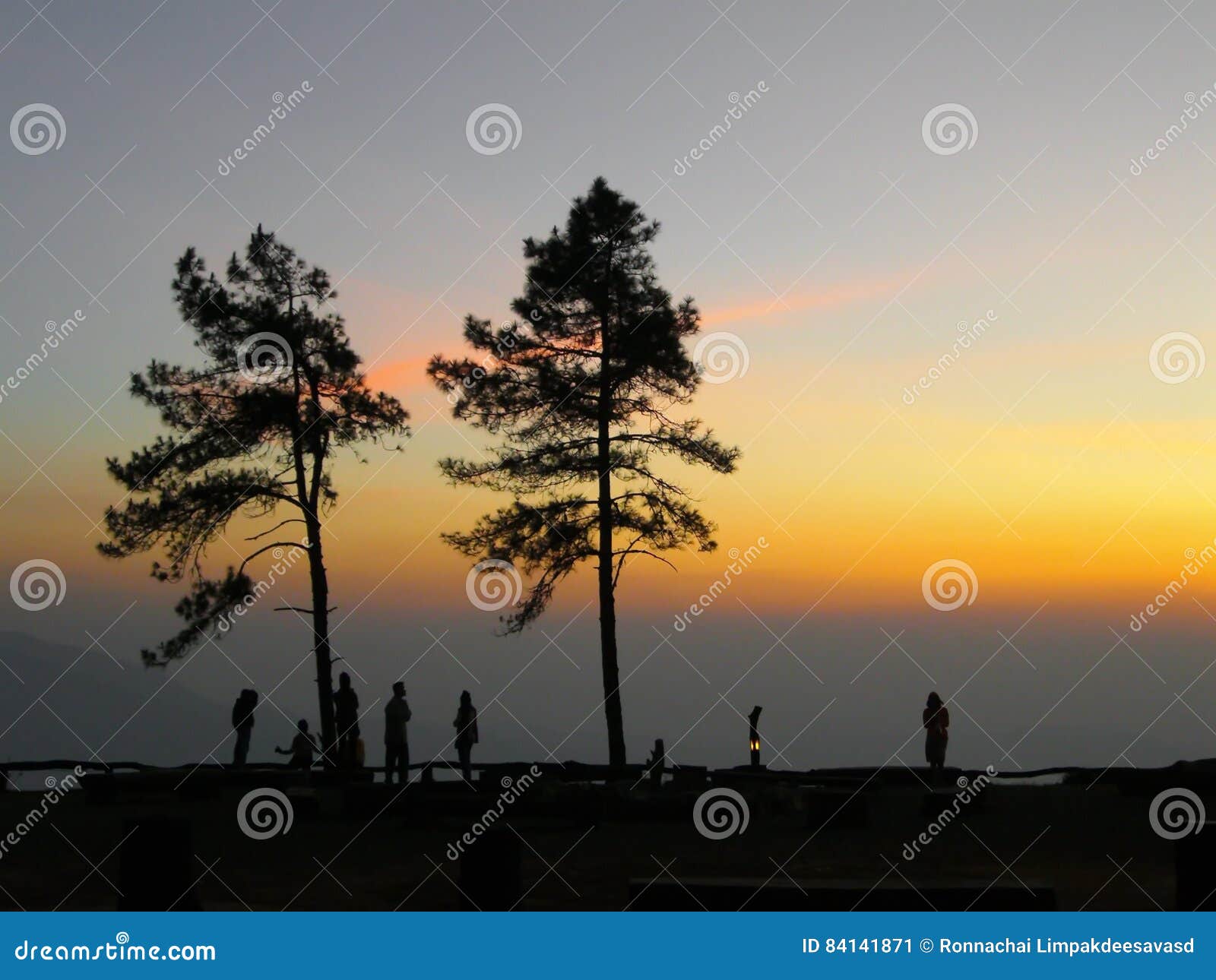 Sunset through pine tree stock image. Image of sunset - 84141871