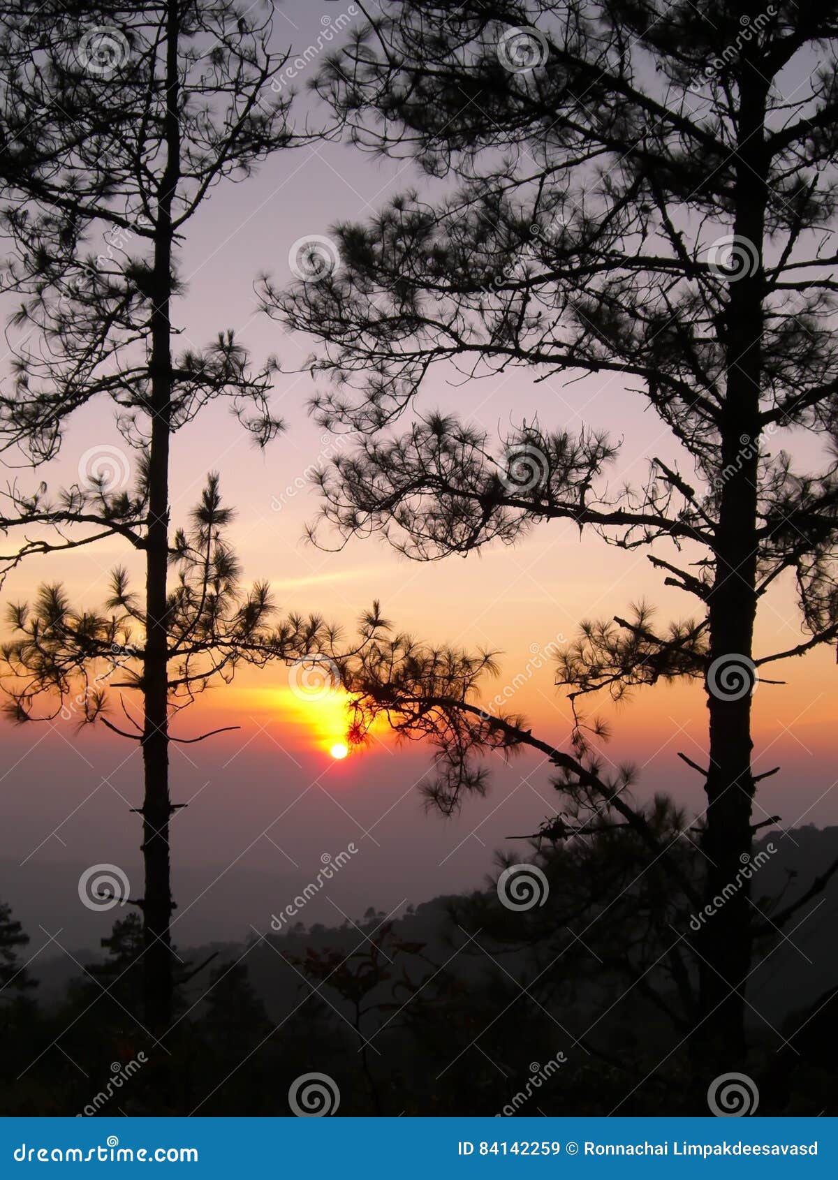 Sunset through pine tree stock image. Image of morning - 84142259