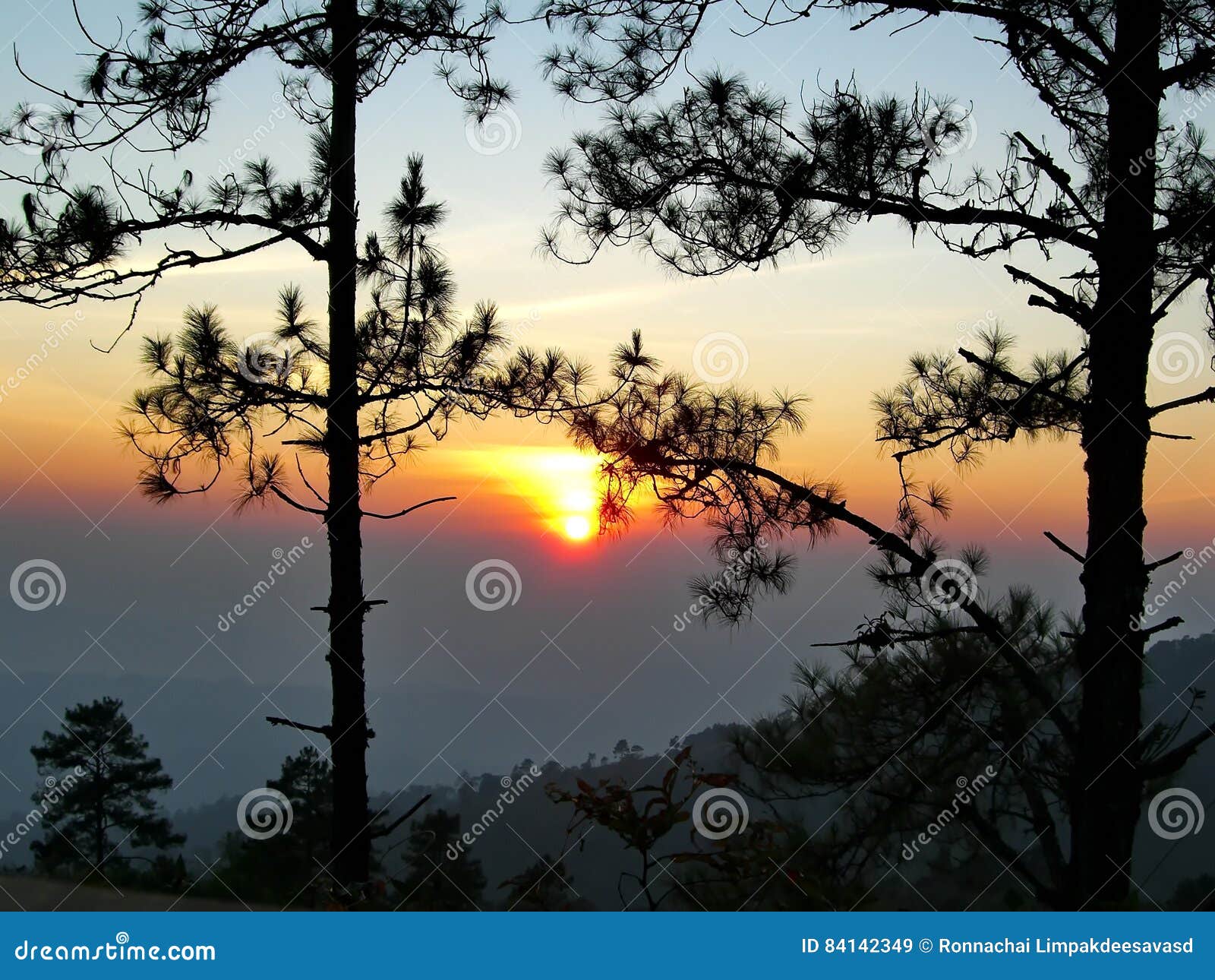 Sunset through pine tree stock image. Image of tree, dusk - 84142349