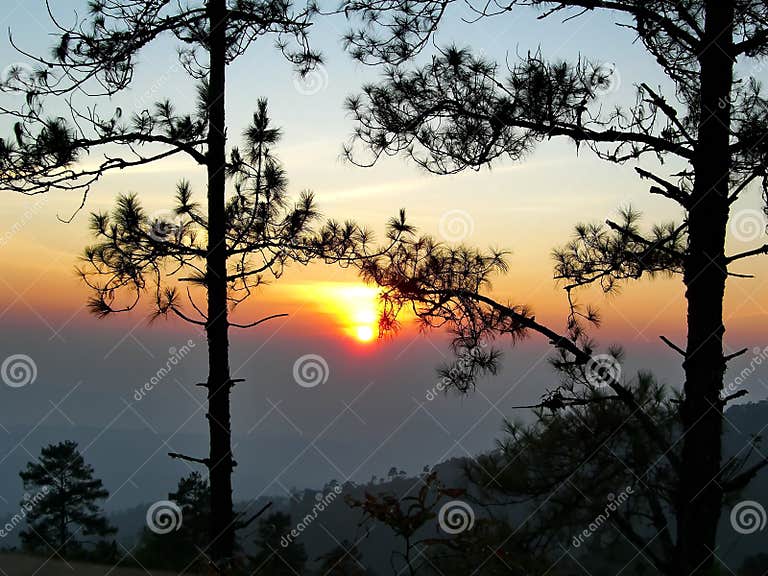 Sunset through pine tree stock image. Image of tree, dusk - 84142349