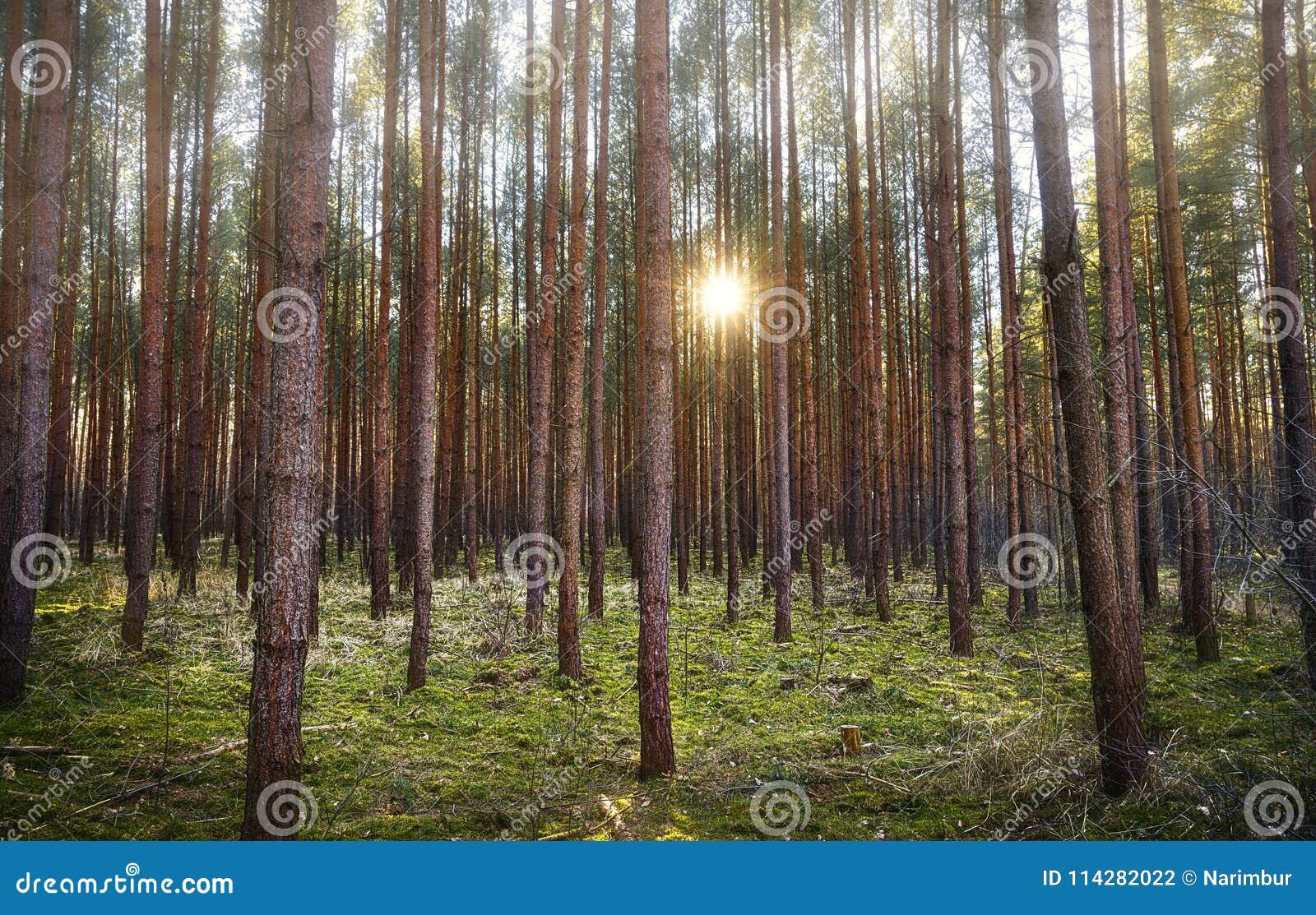 Sunset in a Pine Tree Forest Stock Photo - Image of nature, foliage ...