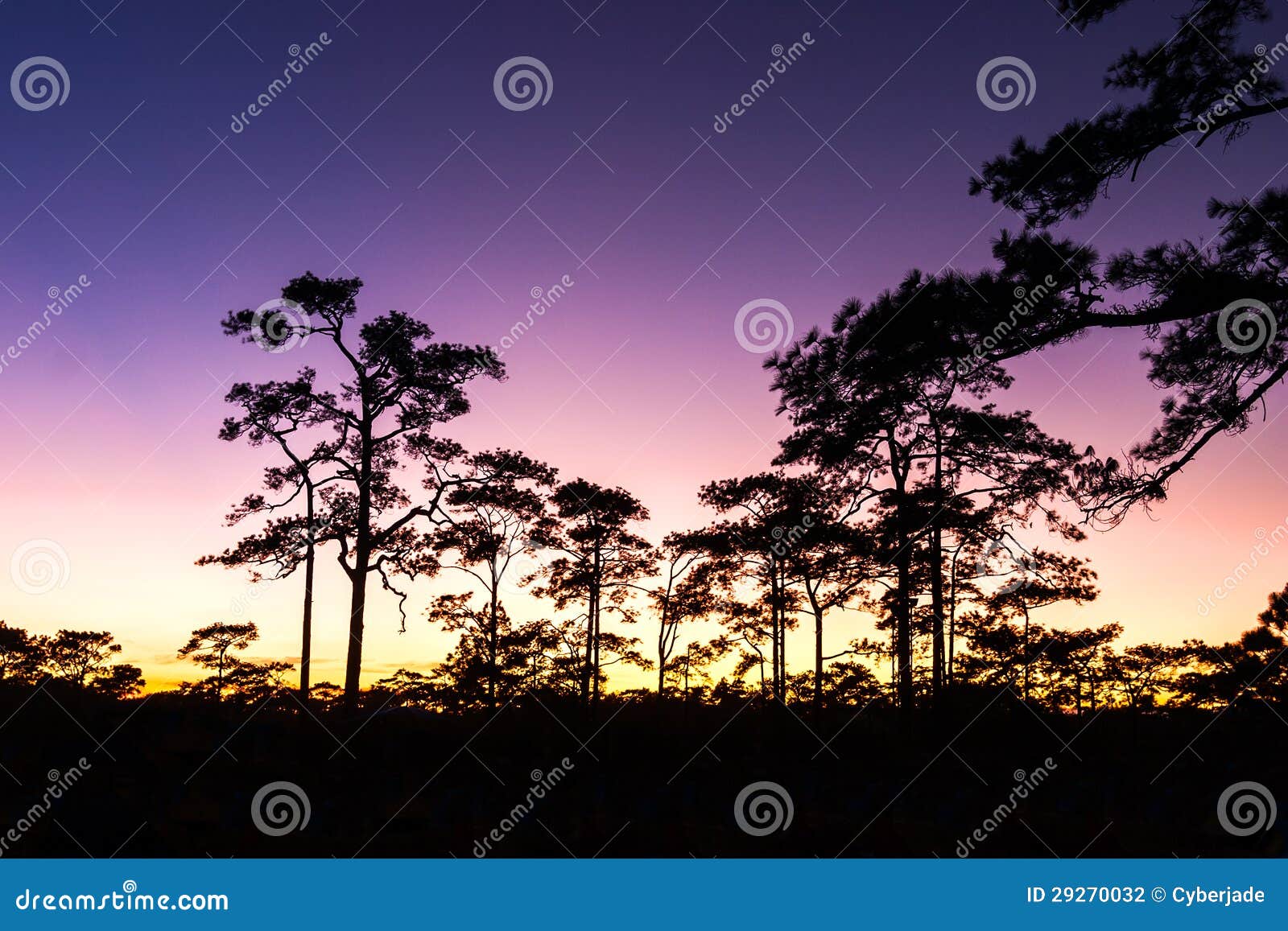 Sunset and Pine Trees stock photo. Image of landscape - 29270032