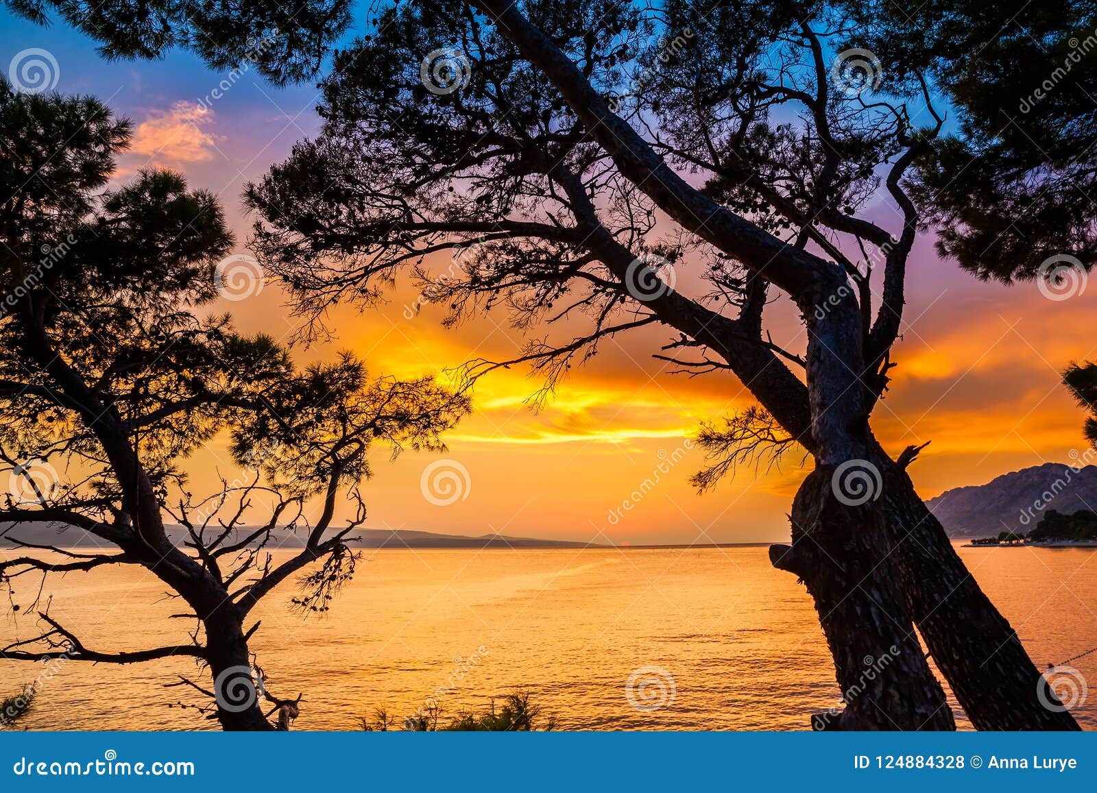 Sunset through pine trees stock photo. Image of landscape - 124884328
