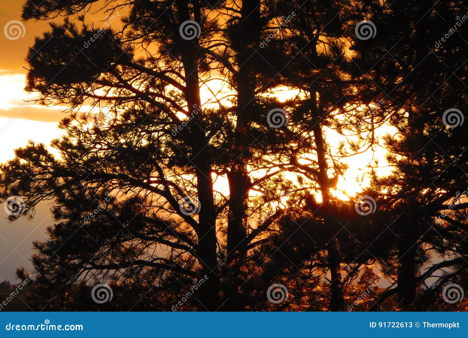 Sunset through pine trees stock image. Image of ponderosa - 91722613