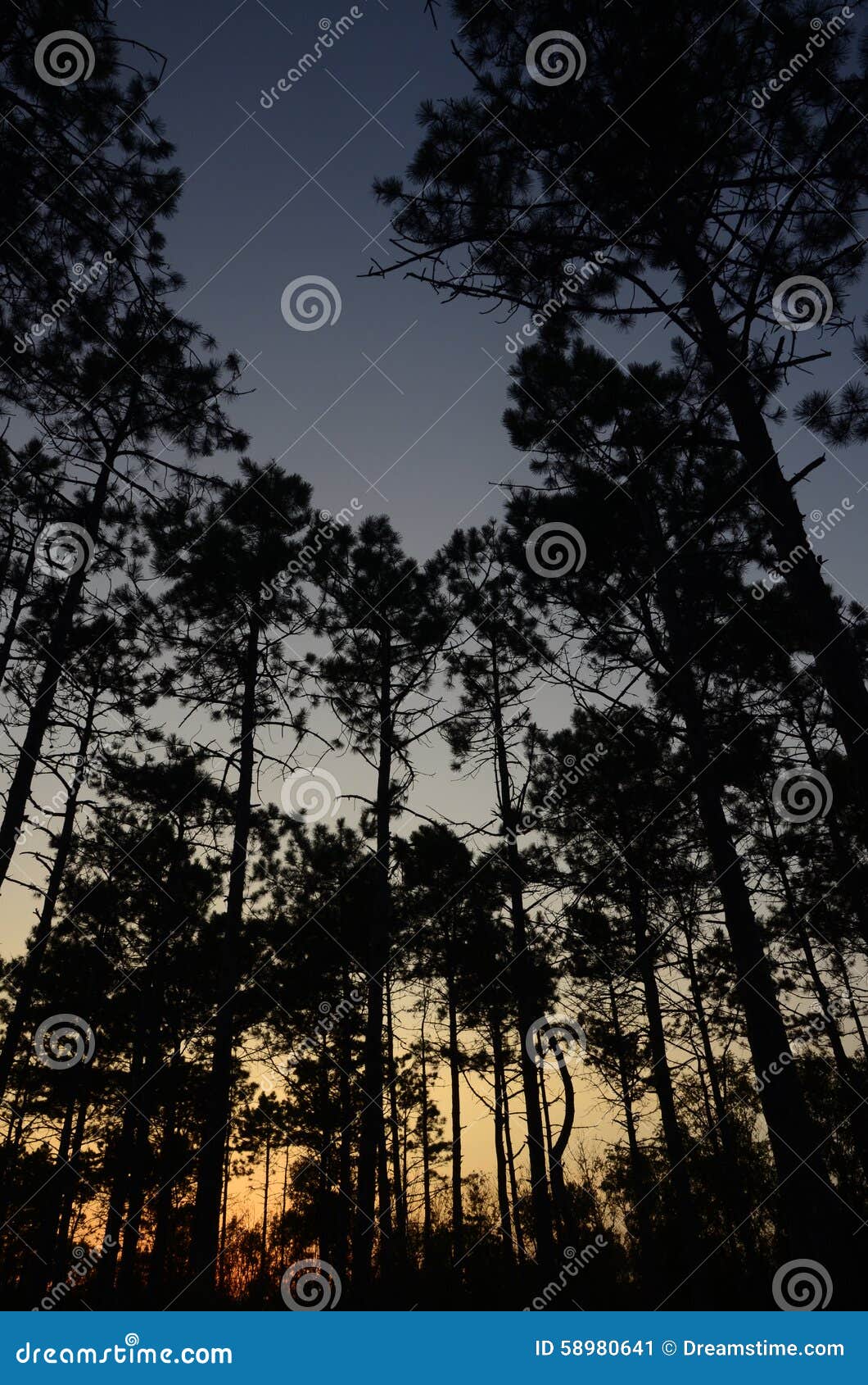 Sunset and pine trees stock image. Image of nature, sunset - 58980641