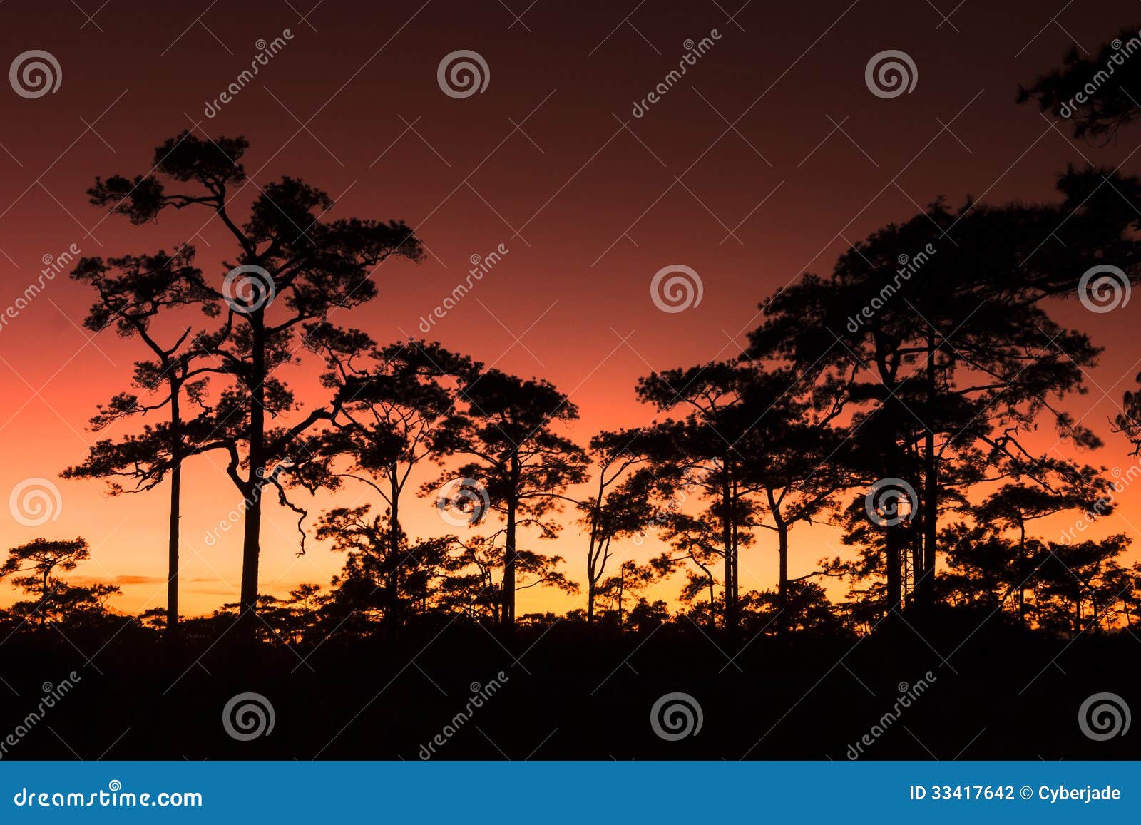 Sunset and Pine Trees stock photo. Image of beautiful - 33417642