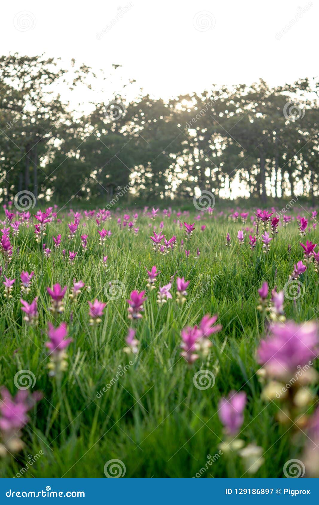 Sunset at Pink Flower Field in Thailand. Stock Image - Image of natural ...