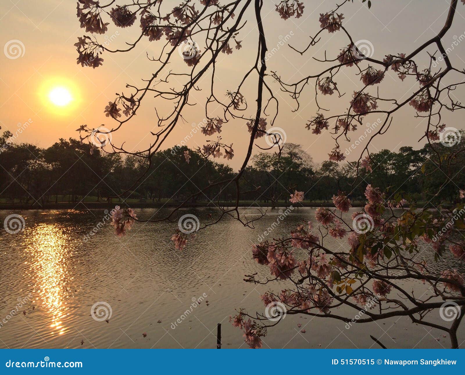 Sunset stock image. Image of trumpet, view, flower, sunset - 51570515