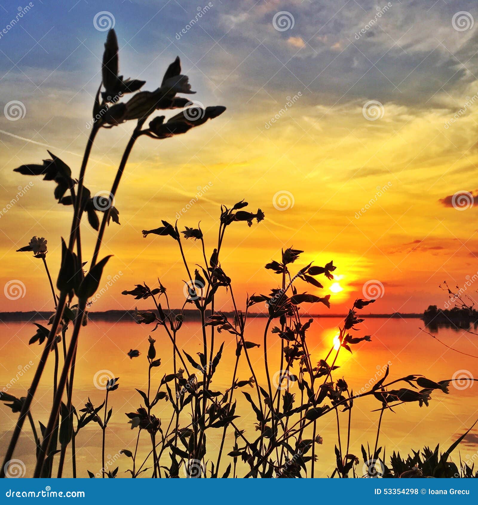 Sunset with plants stock photo. Image of flora, water - 53354298