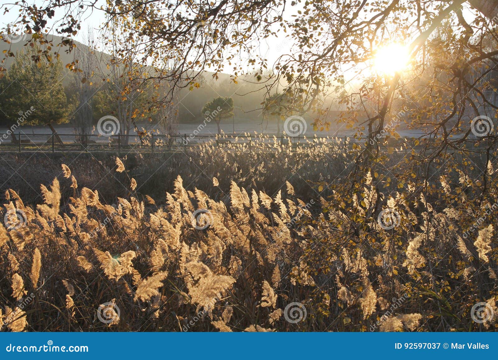 Sunset between plants stock image. Image of sunset, vegetation - 92597037