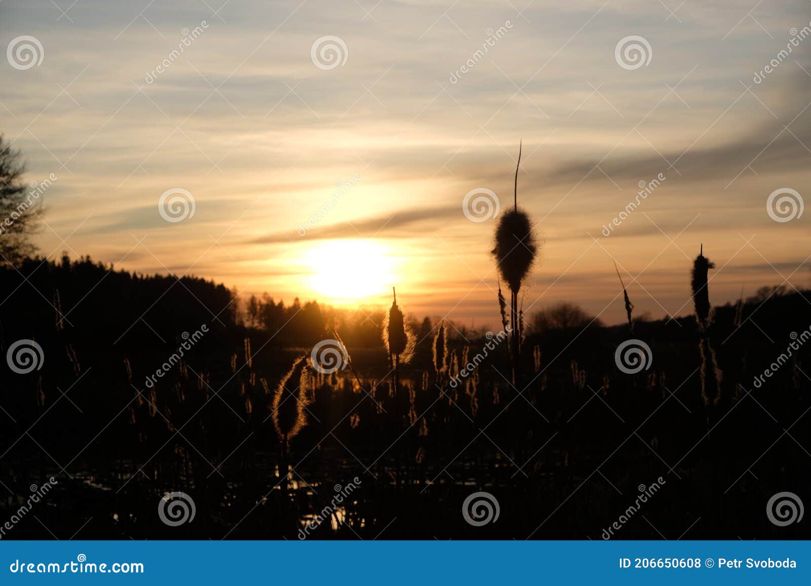 Sunset at the Pond with Reeds Stock Photo - Image of idylic, reeds ...
