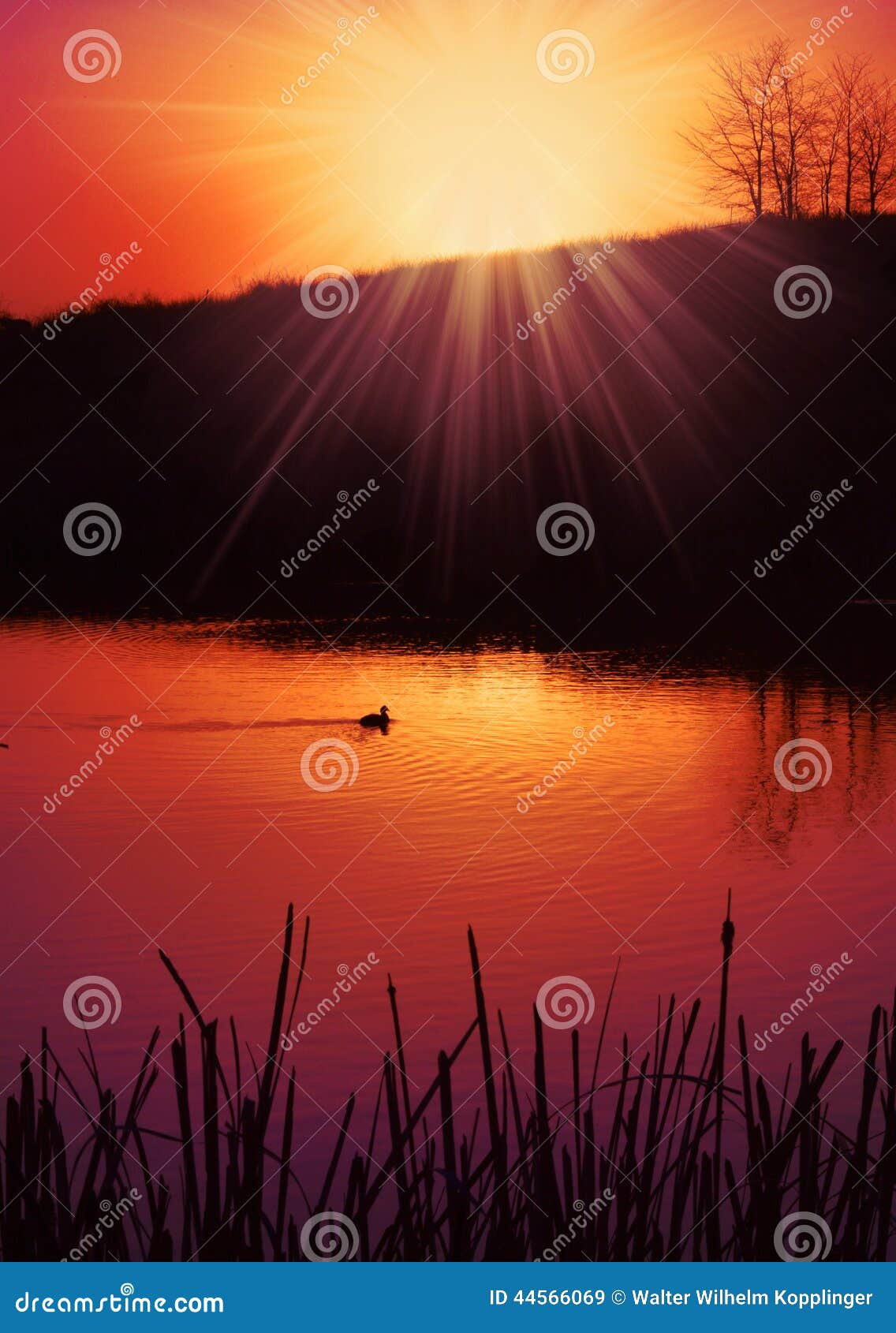Sunset pond stock image. Image of morning, color, pond - 44566069