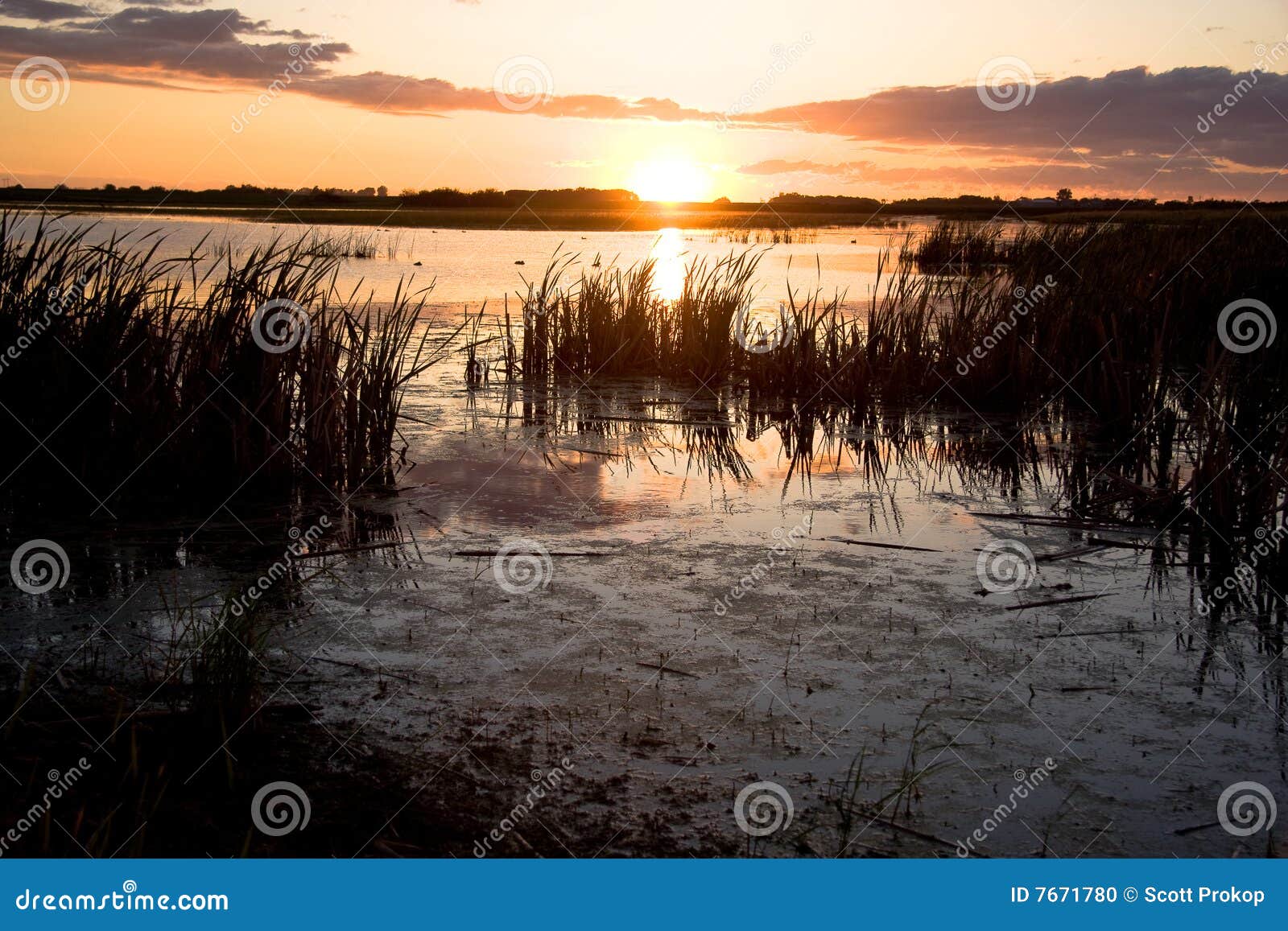 Sunset on a Prairie Swamp stock photo. Image of water - 7671780