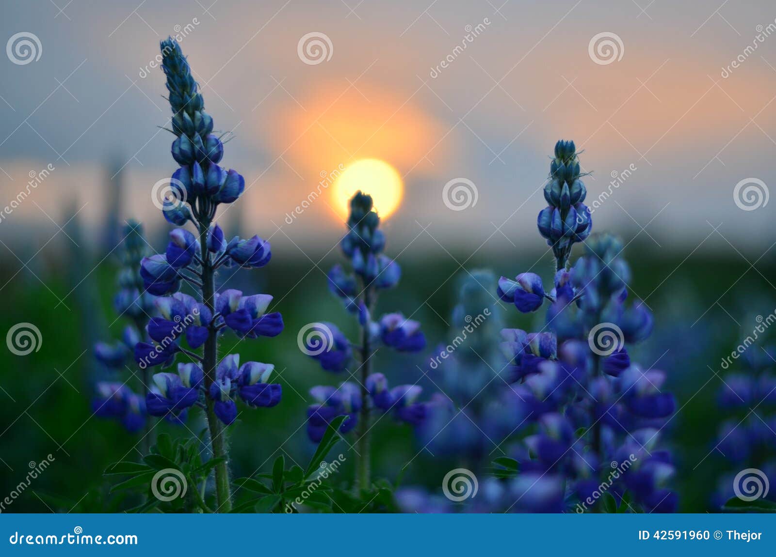 Sunset and purple plants stock photo. Image of sunset - 42591960