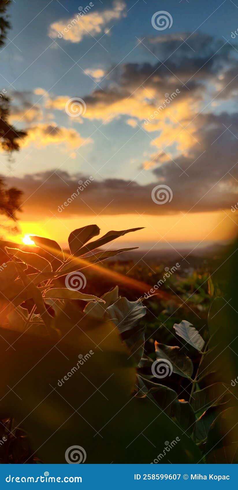 Sunset ray through leaf stock image. Image of tree, beautiful - 258599607