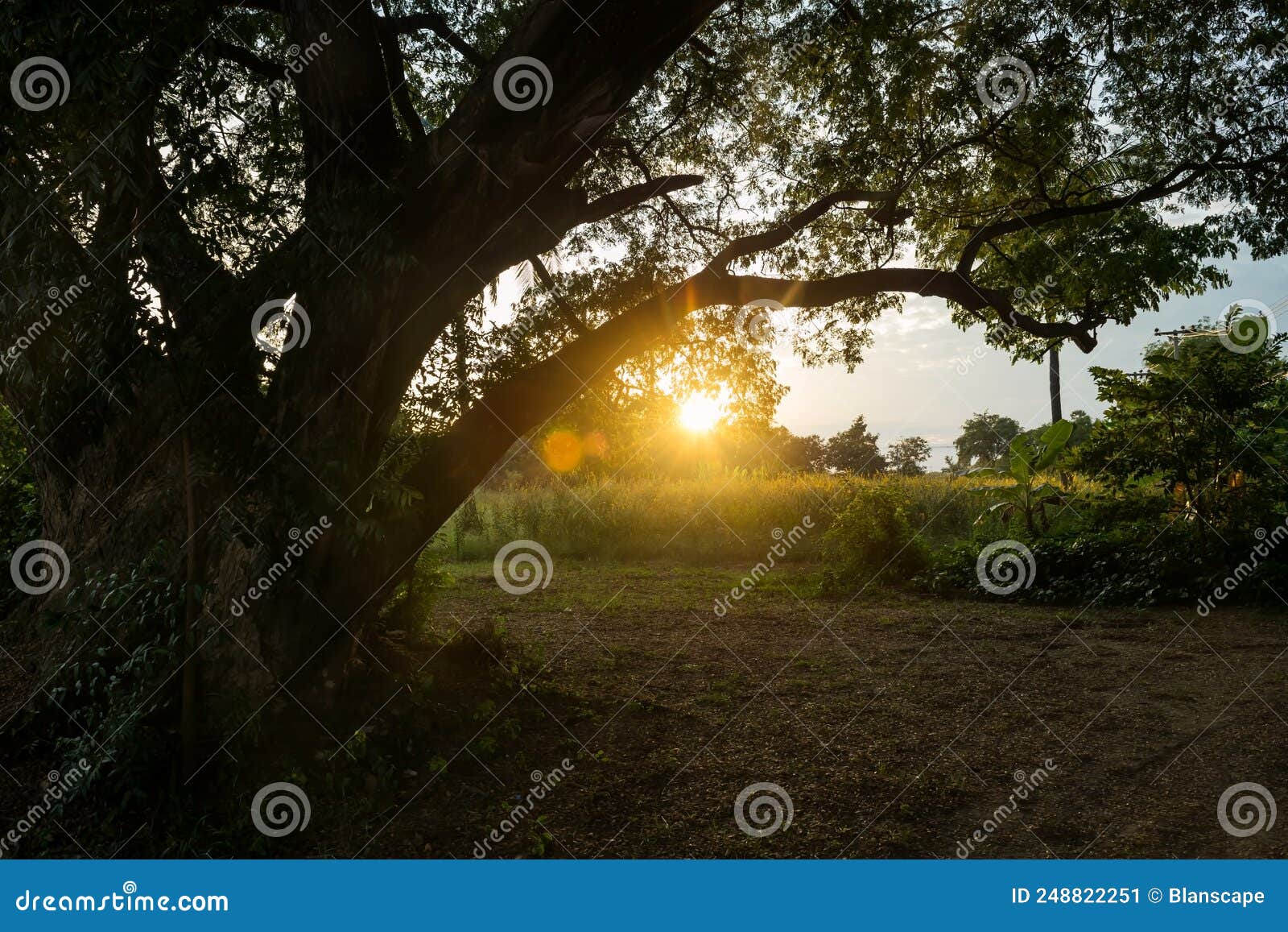 Sunset Rays through Green Meadow and Big Old Trees Stock Image - Image ...