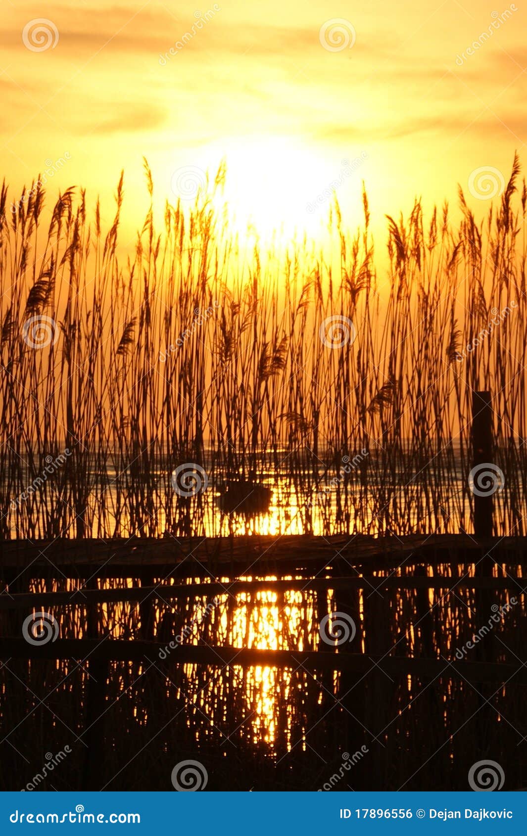 Sunset through reed stock photo. Image of golden, sunset - 17896556
